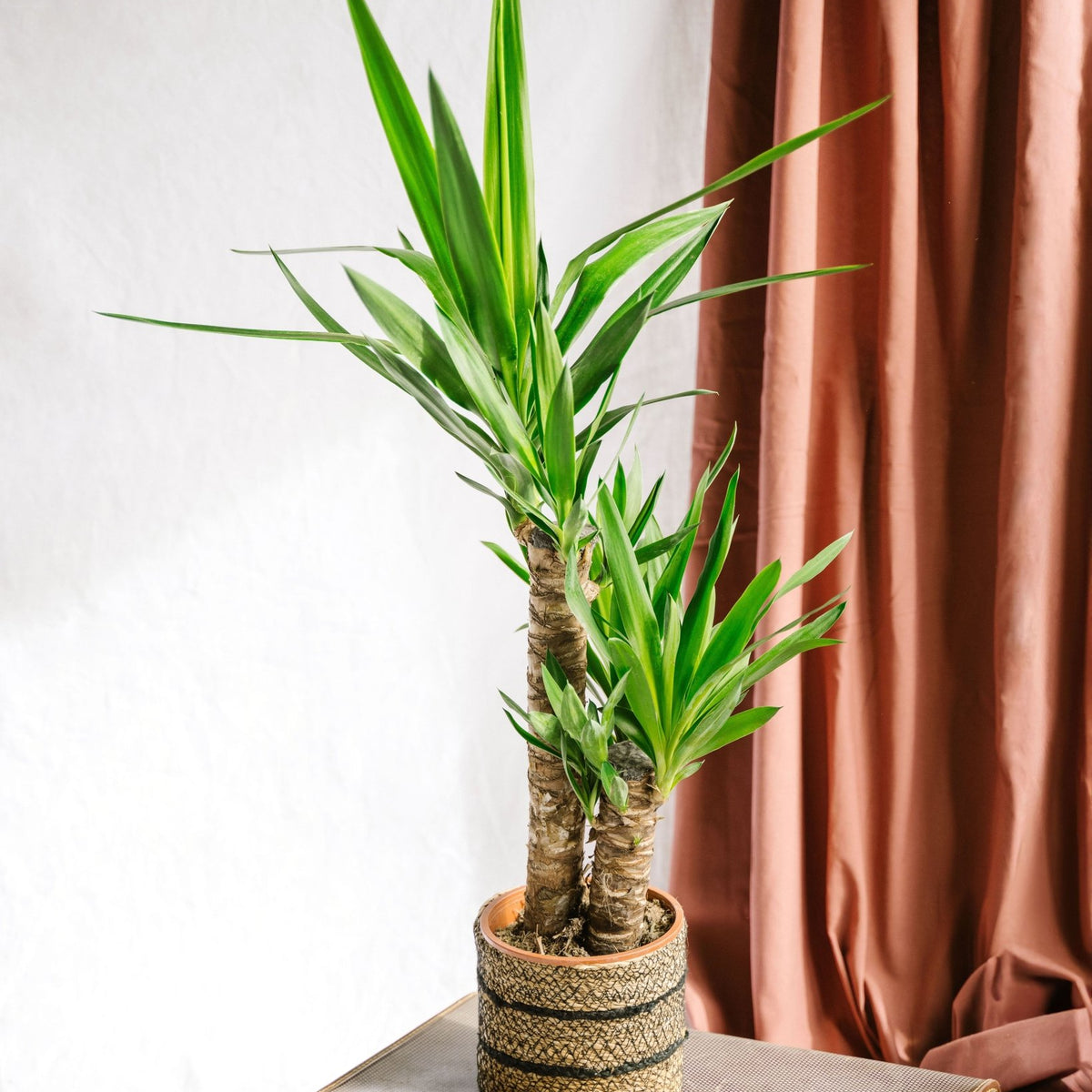 5 Bonnes Raisons d'Adopter un Yucca et Découverte de Ses Variétés