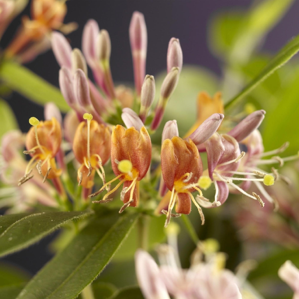 Entretien du Chèvrefeuille (Lonicera henryi) : guide