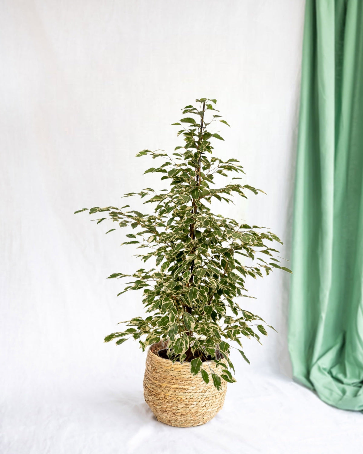 Entretien du Ficus Benjamina : Guide Complet – La Green Touch