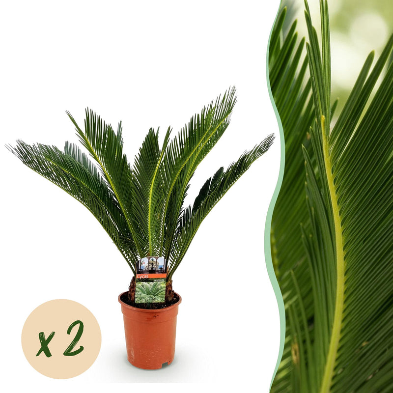 Entretien palmier Cycas Revoluta : guide complet France 2026