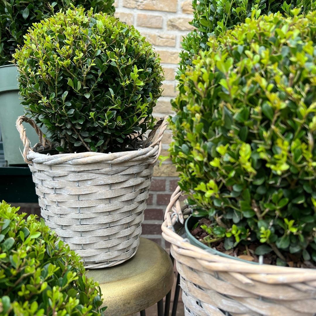 Ilex Houx plante de haie - comment l'entretenir ? – La Green Touch