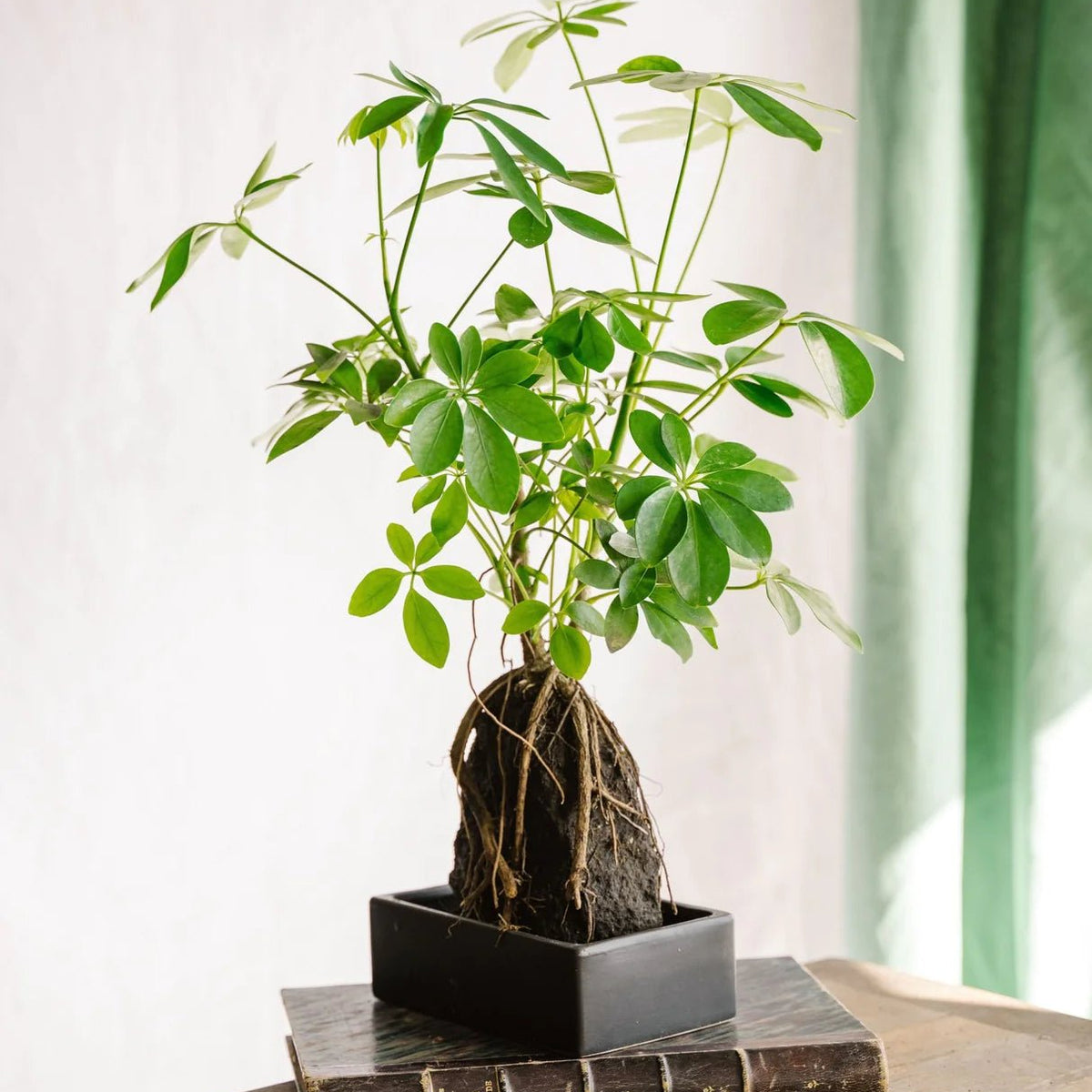 Plante Sur Pierre De Lave