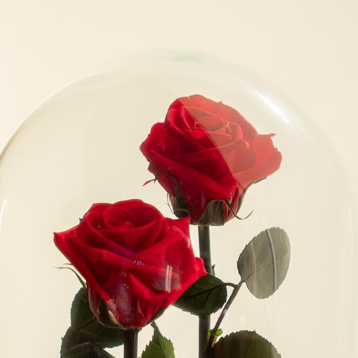 Pourquoi offrir une rose éternelle pour la Saint-Valentin ? – La Green ...