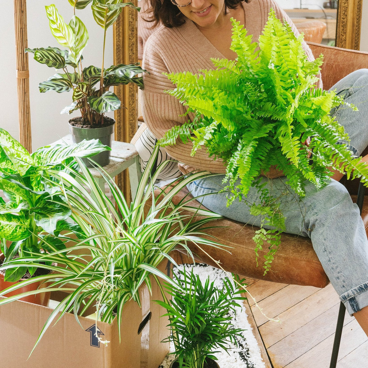 Quels sont les différents types de plantes ? – La Green Touch