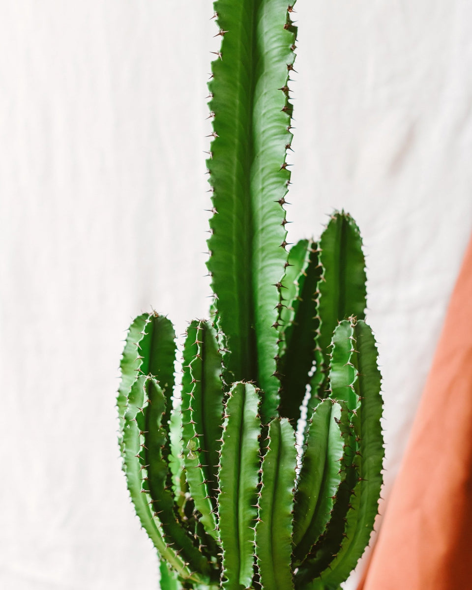 Cactus et Plantes Grasses - Collection de 49 Variétés