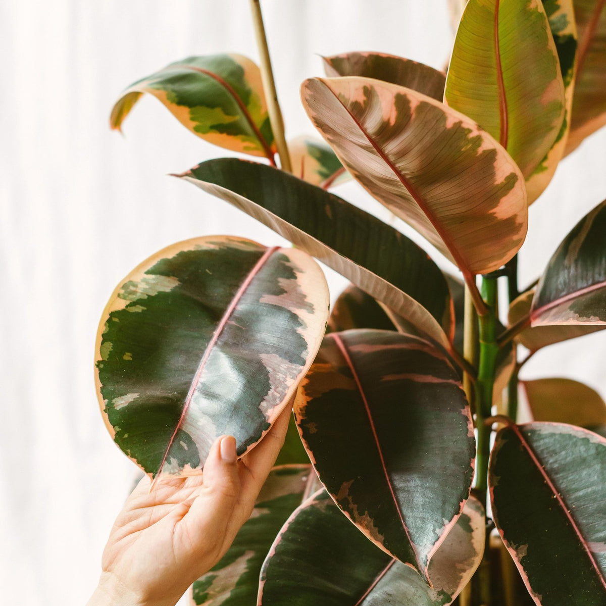 Ficus d'intérieur : 37 variétés en direct producteur
