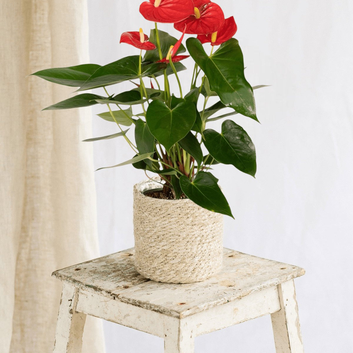 Achat Anthurium Rouge: Plante Tropicale à Fleurs Éclatantes – La Green ...