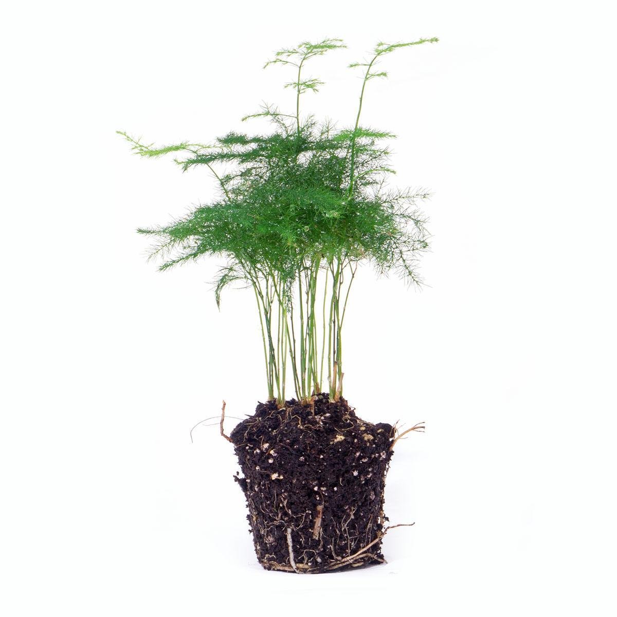 Asparagus Plumosus