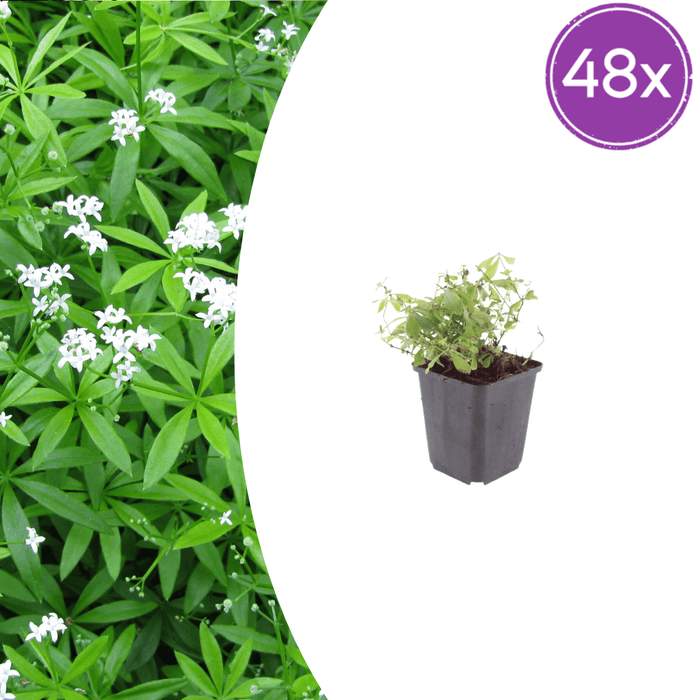 Entretien Aspérule odorante (Galium odoratum) : guide