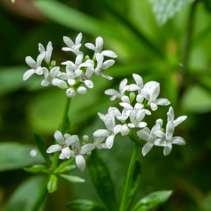 Entretien Aspérule odorante (Galium odoratum) : guide