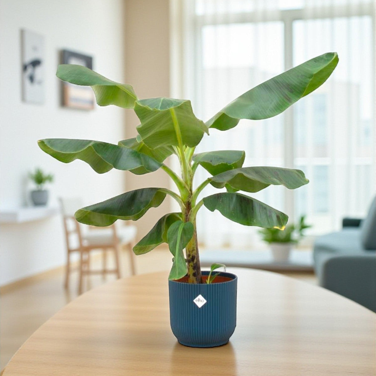 Bananier Musa avec pot - Plante tropicale