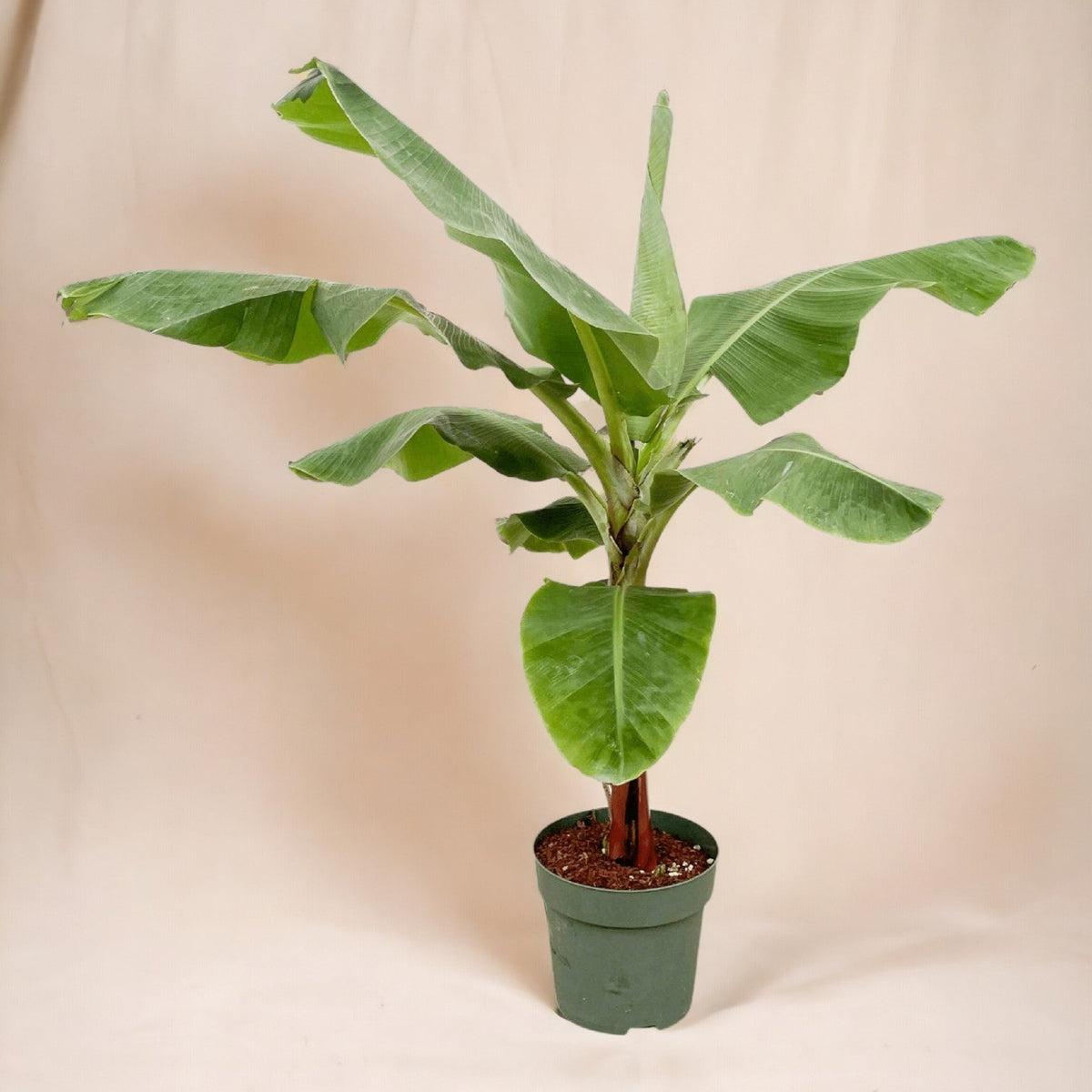 Bananier Musa - Plante Tropicale Exotique, Facile à Entretenir – La ...