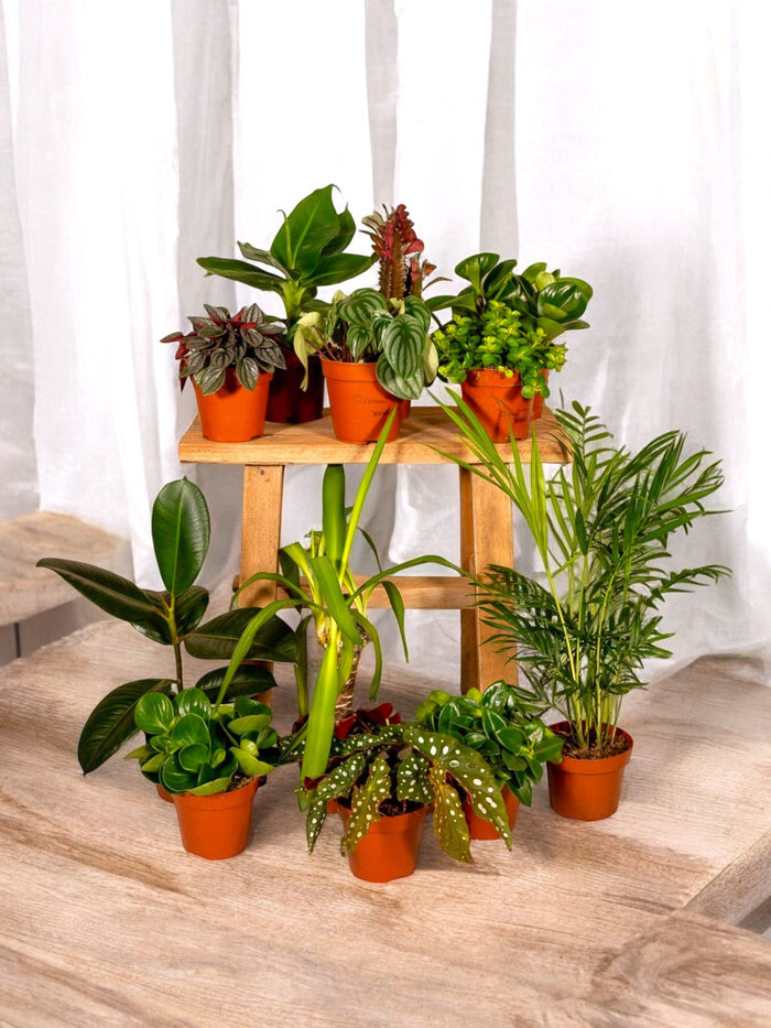 Les plantes et leurs symboles – La Green Touch