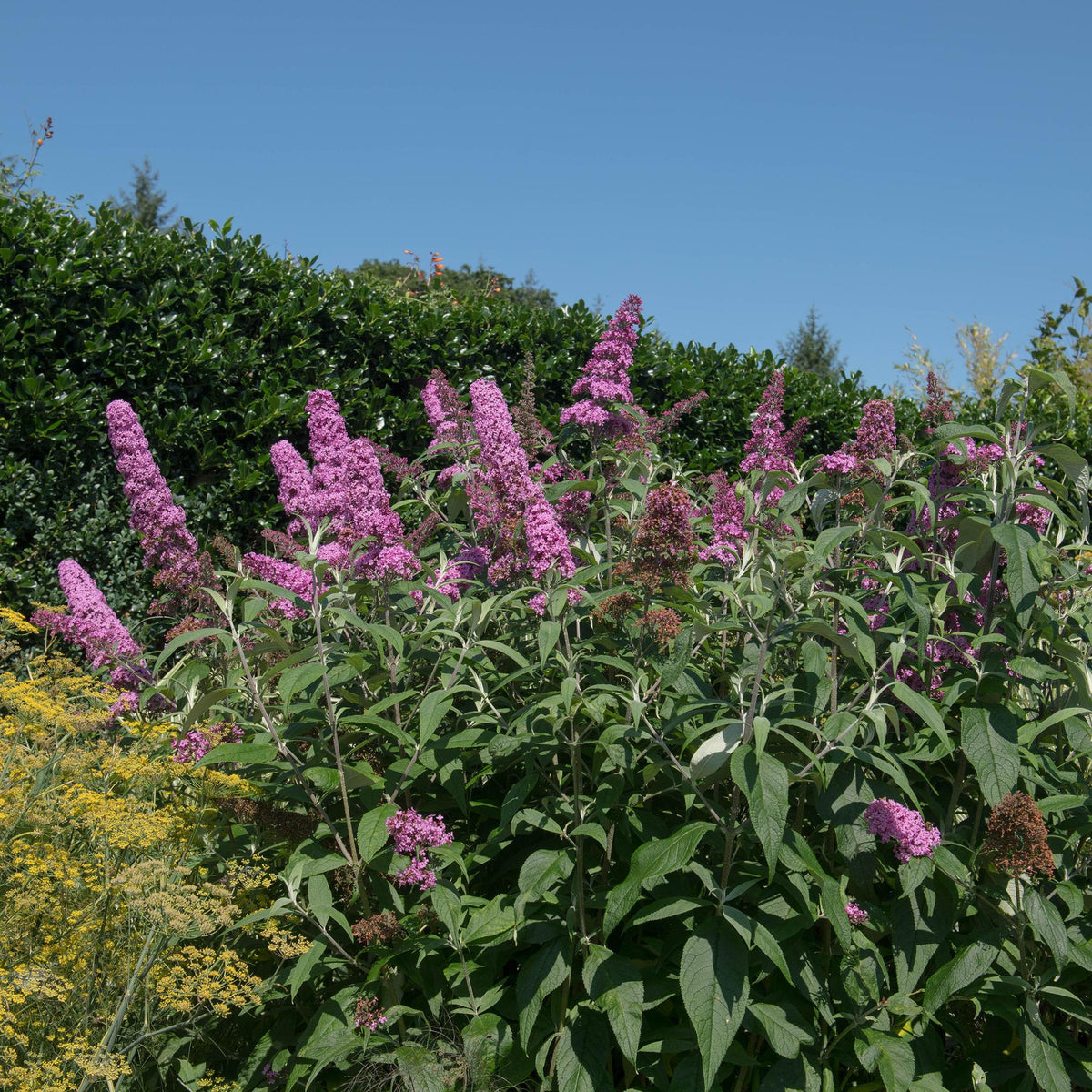 Entretien Arbre à papillons (Buddleja) : guide pratique