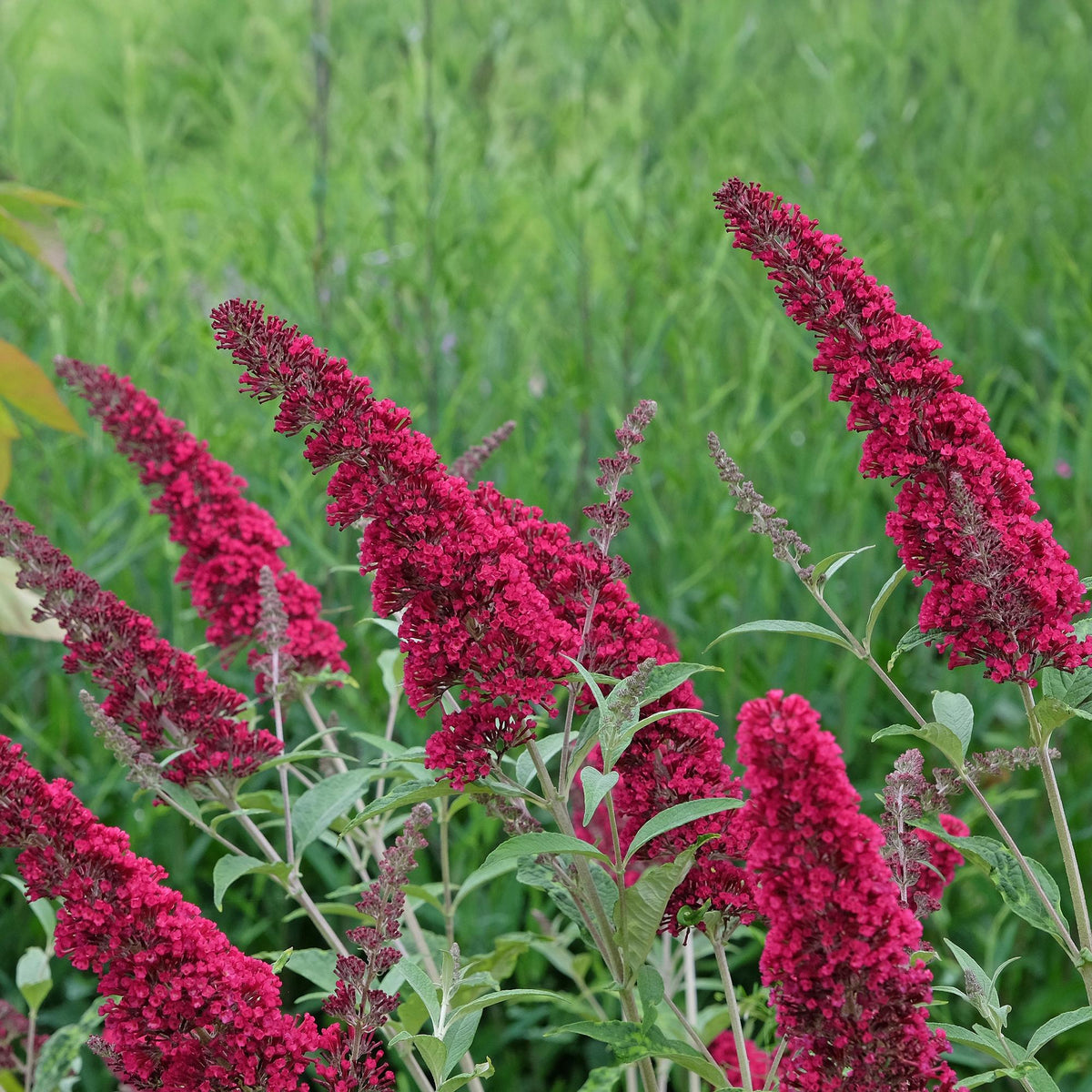 Entretien Arbre à papillons (Buddleja) : guide pratique