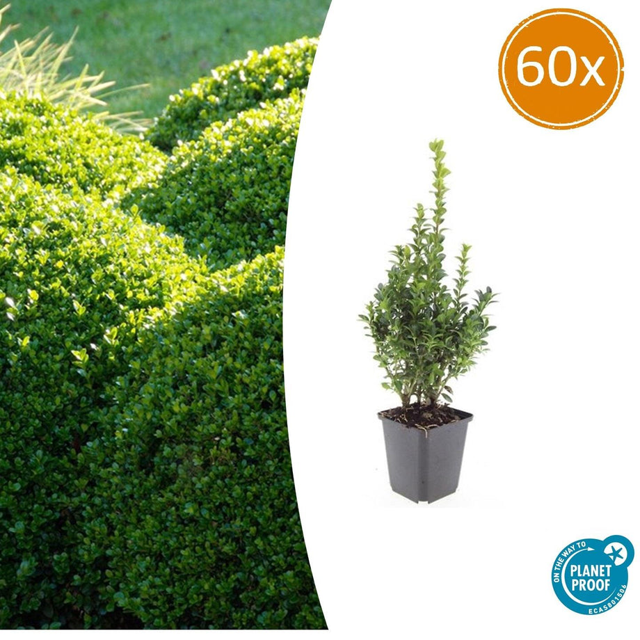 Entretien du buis (Buxus sempervirens) : guide pratique