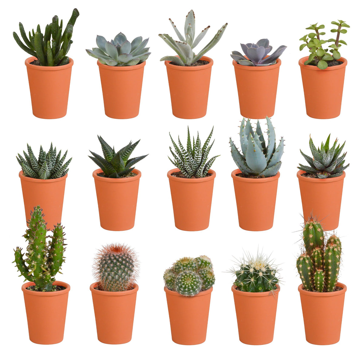 Cactus et Plantes Grasses - Collection de 49 Variétés – La Green Touch