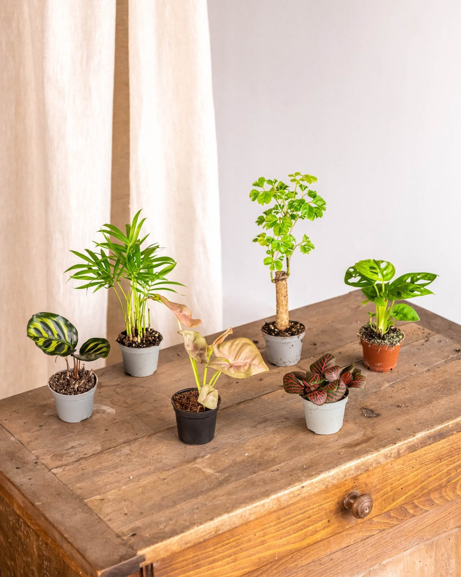 Mini plantes d'intérieur à adopter et faire grandir – La Green Touch