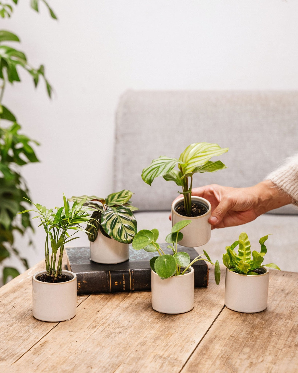 Mini plantes d'intérieur à adopter et faire grandir – La Green Touch