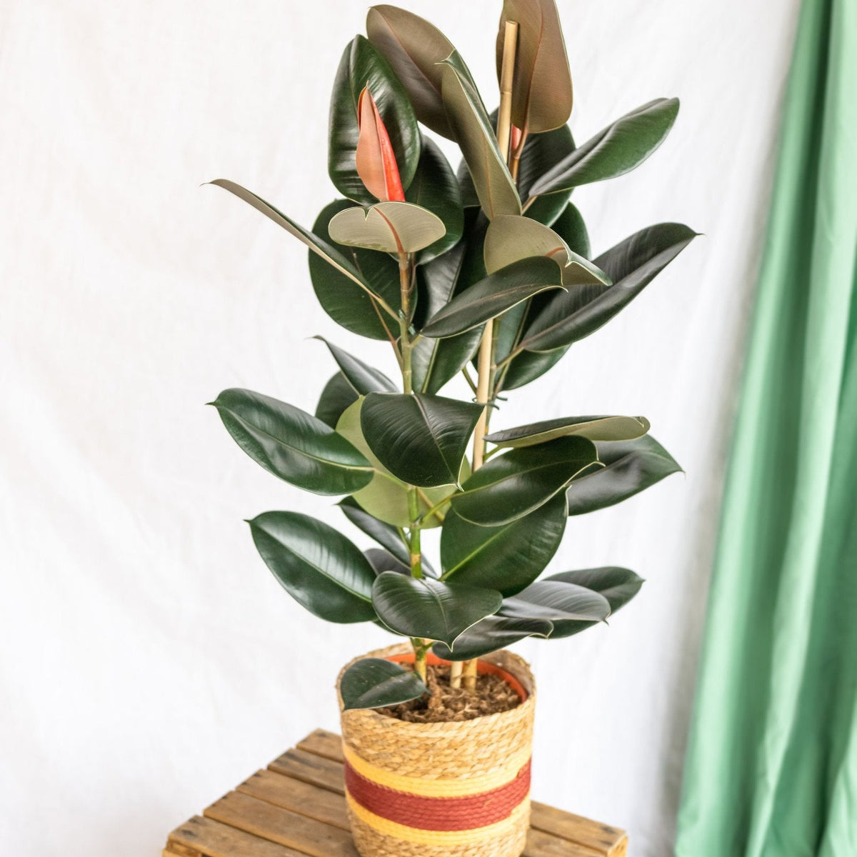 Ficus Abidjan XL : Plante Majestueuse Facile d'Entretien – La Green Touch