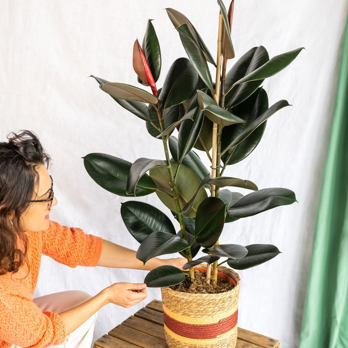 Ficus Abidjan - Feuillage exotique & purifiant - La Green Touch