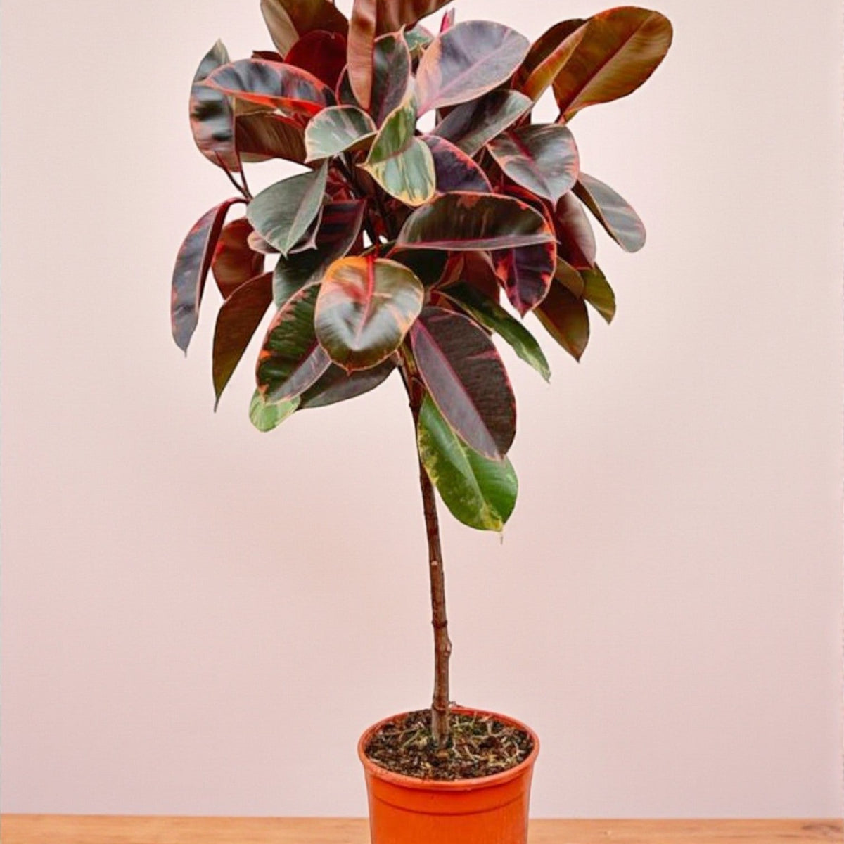 Ficus Elastica Belize tronc - Feuillage éclatant & Purifiant