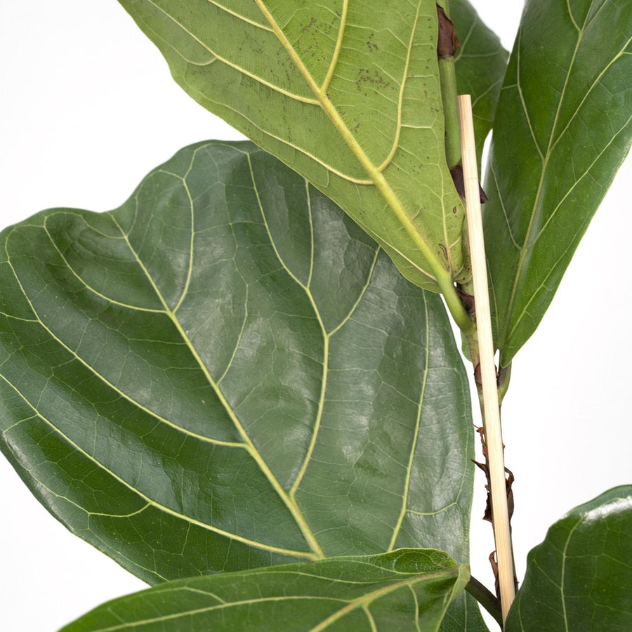 Ficus Lyrata : Guide d’entretien complet – La Green Touch