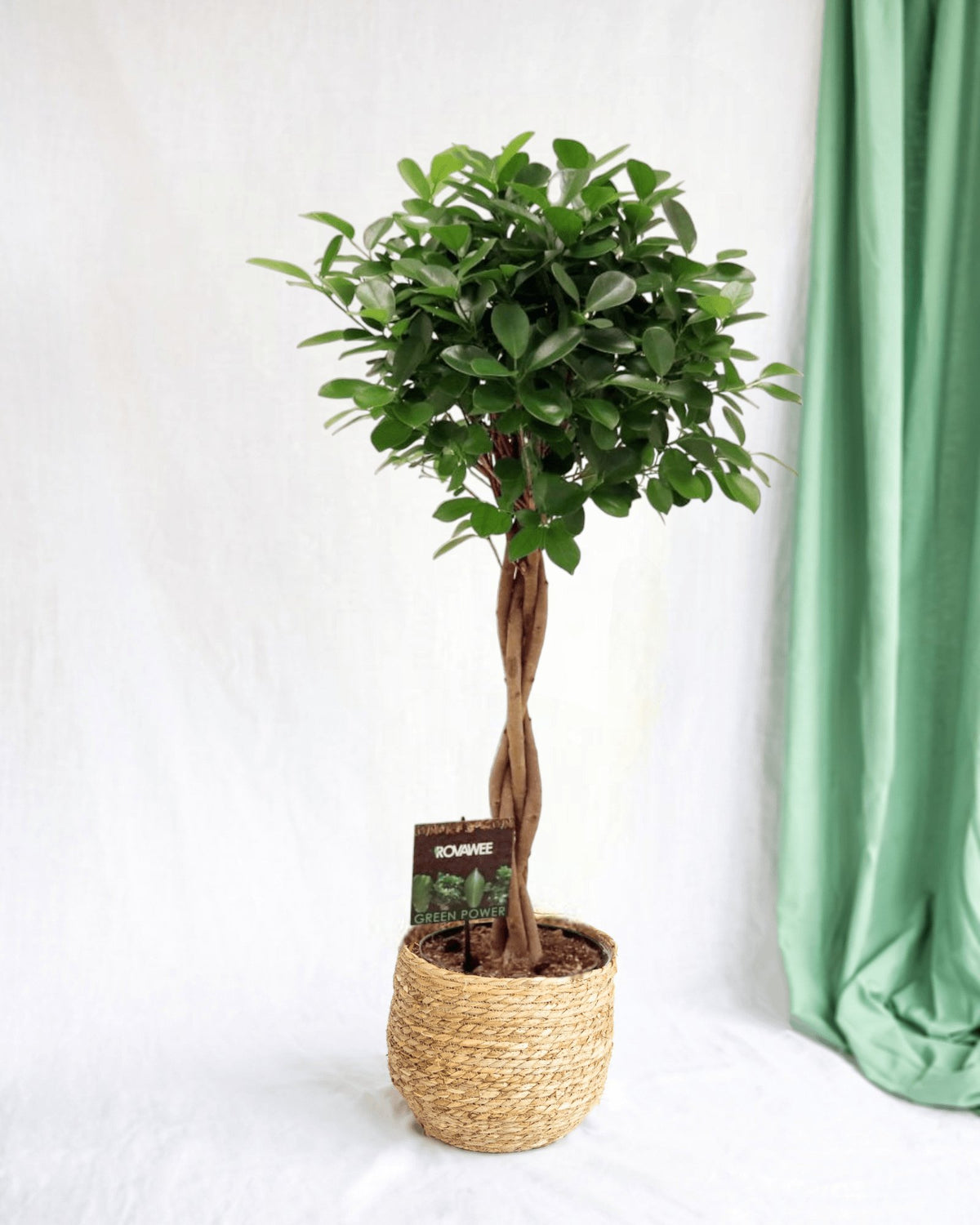 Entretien du Ficus Benjamina : Guide Complet – La Green Touch