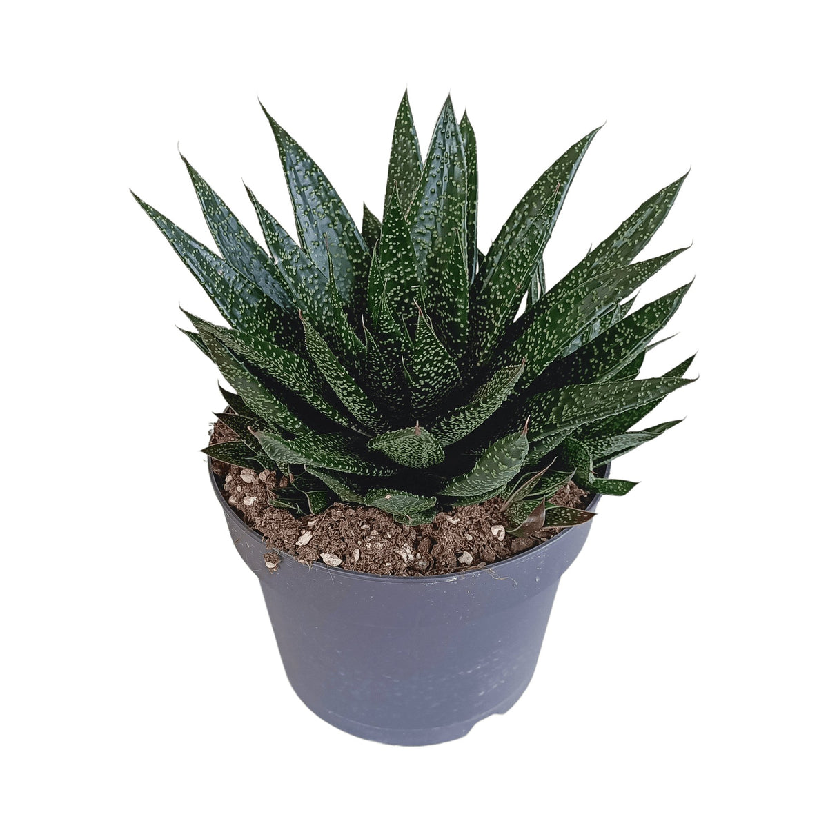 Gasteria - Plante Succulente Facile d'Entretien