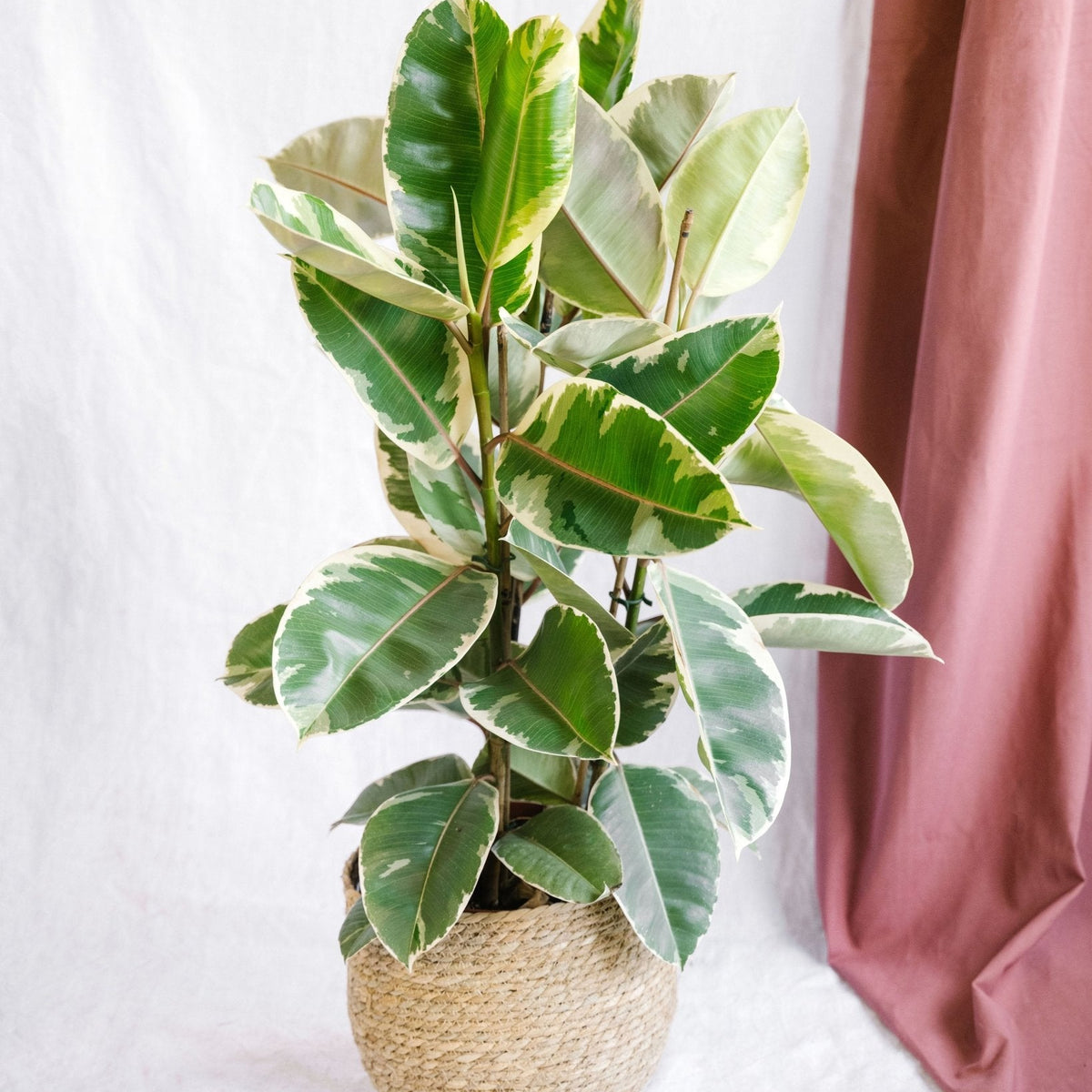 Ficus Tineke - Élégance Tropicale & Entretien Facile