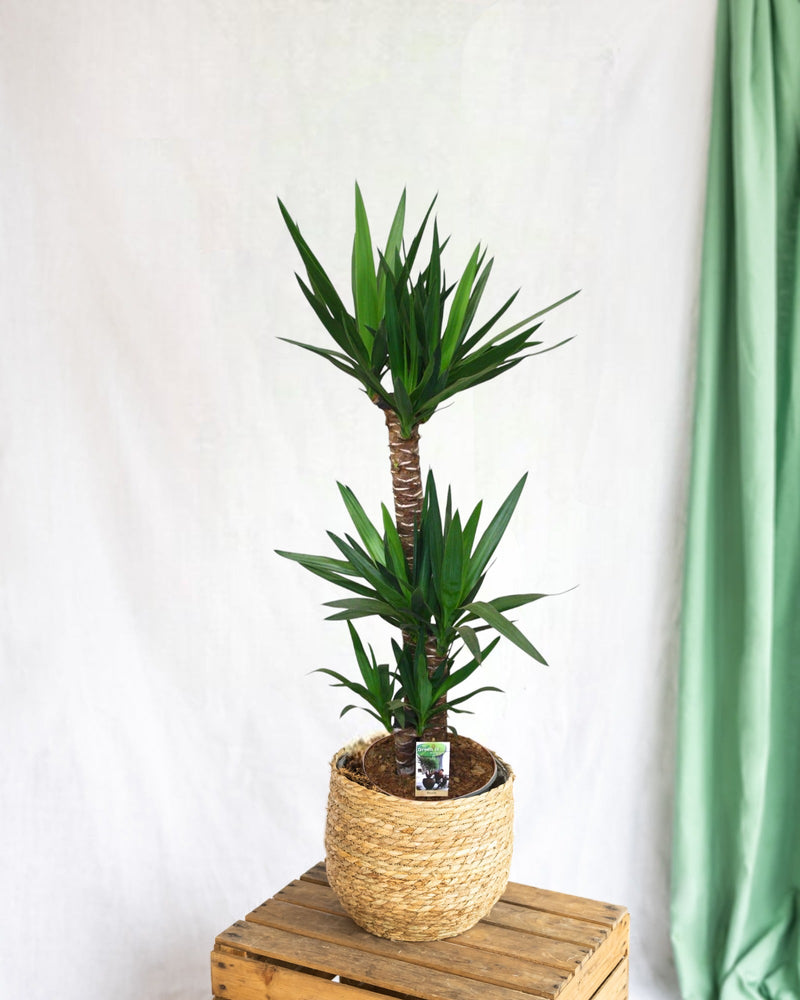 Entretien Yucca Elephantipes : guide complet pour intérieur