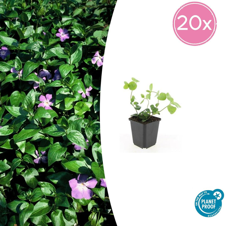 Guide d’entretien Grande Pervenche (Vinca major)