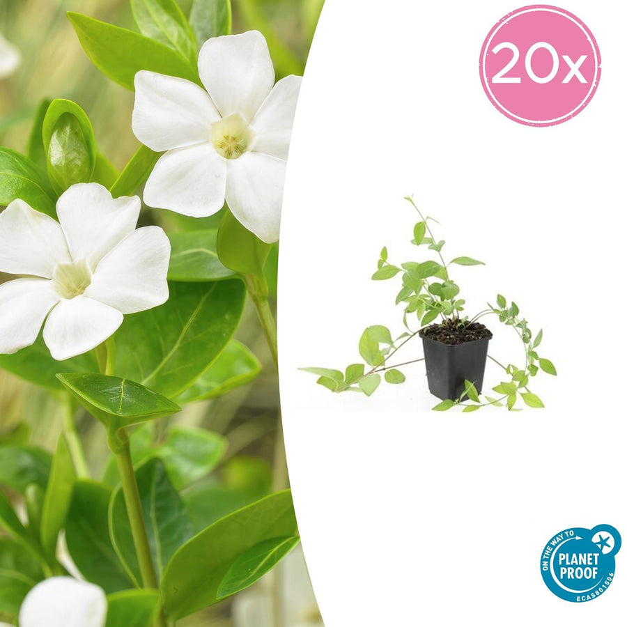 Guide d’entretien Grande Pervenche (Vinca major)