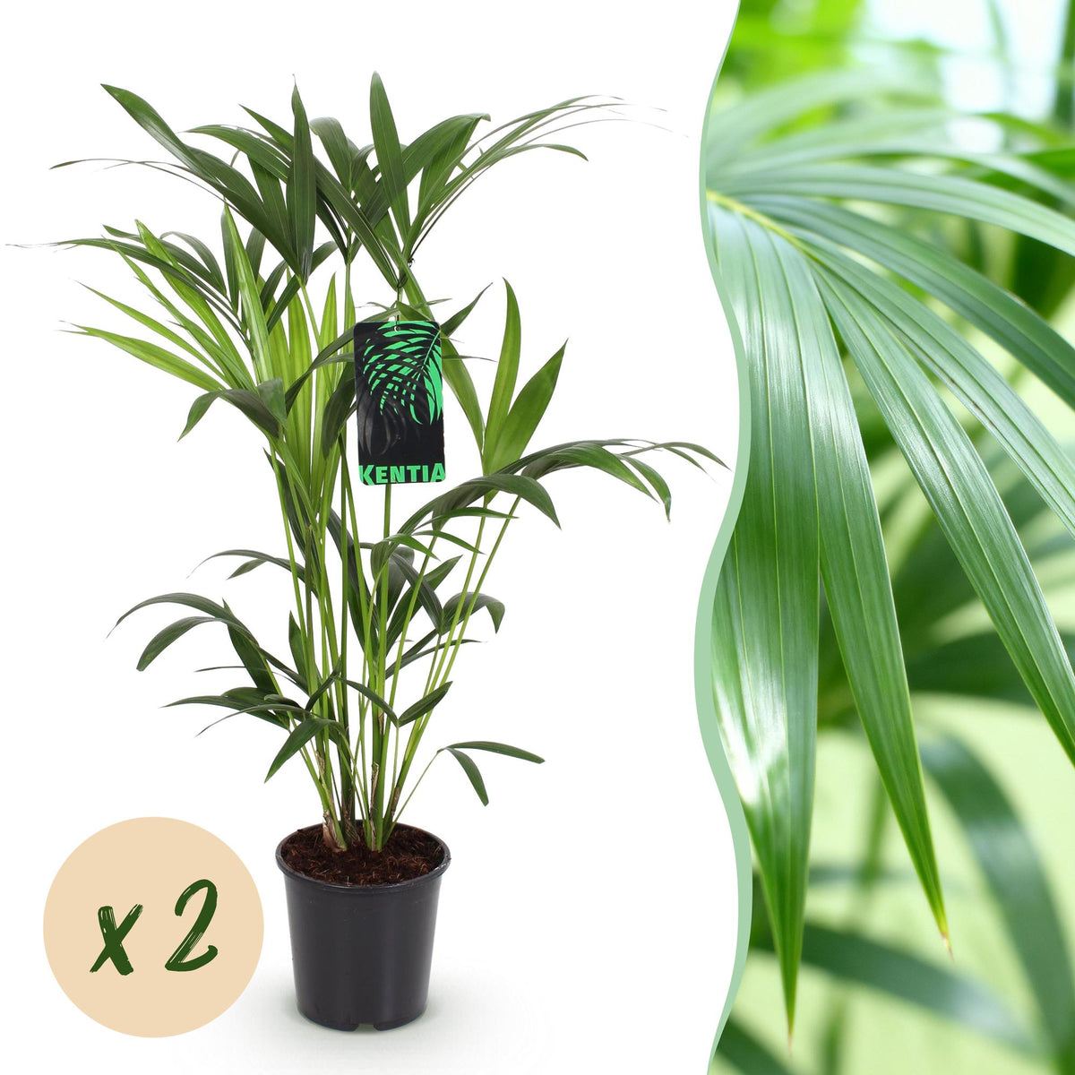 Entretenir Kentia Howea : arrosage, lumière, rempotage guide