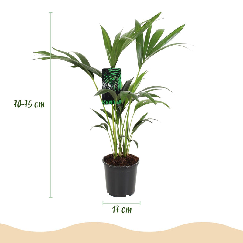 Entretenir Kentia Howea : arrosage, lumière, rempotage guide