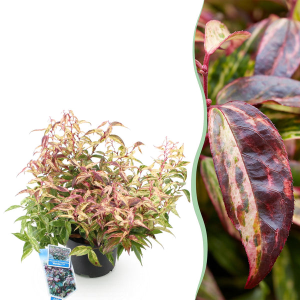 Leucothoé (Leucothoe fontanesiana) : entretien facile