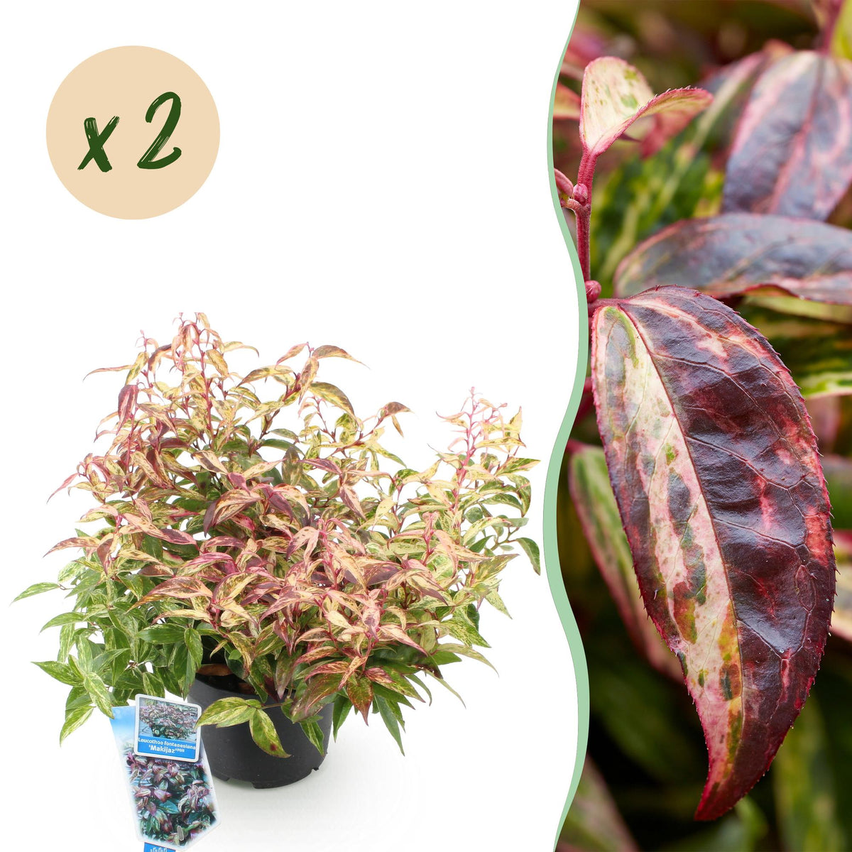 Leucothoé (Leucothoe fontanesiana) : entretien facile