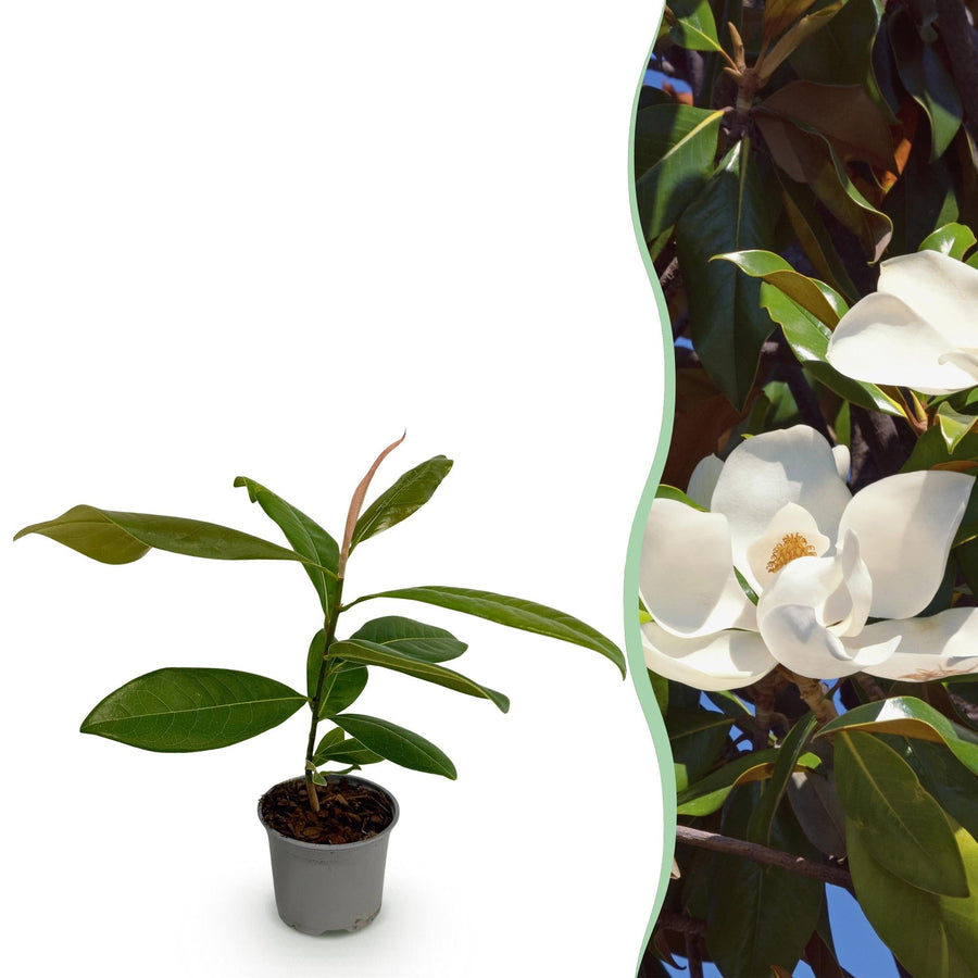 Entretien du Magnolia grandiflora : guide pratique
