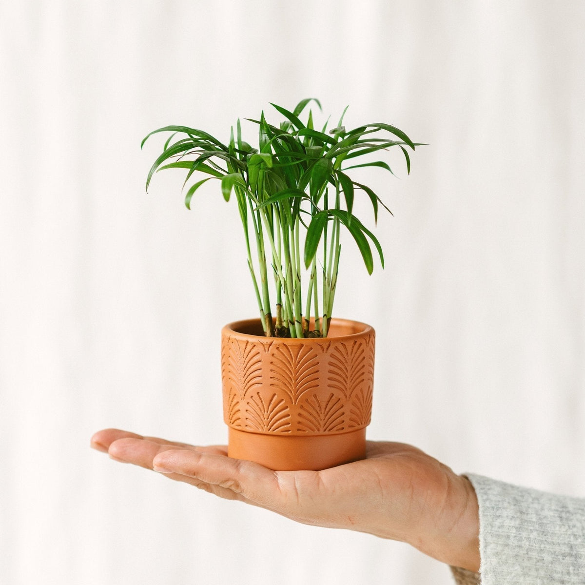 Mini Chamaedorea - Palmier Nain Exotique pour Intérieur Verdoyant