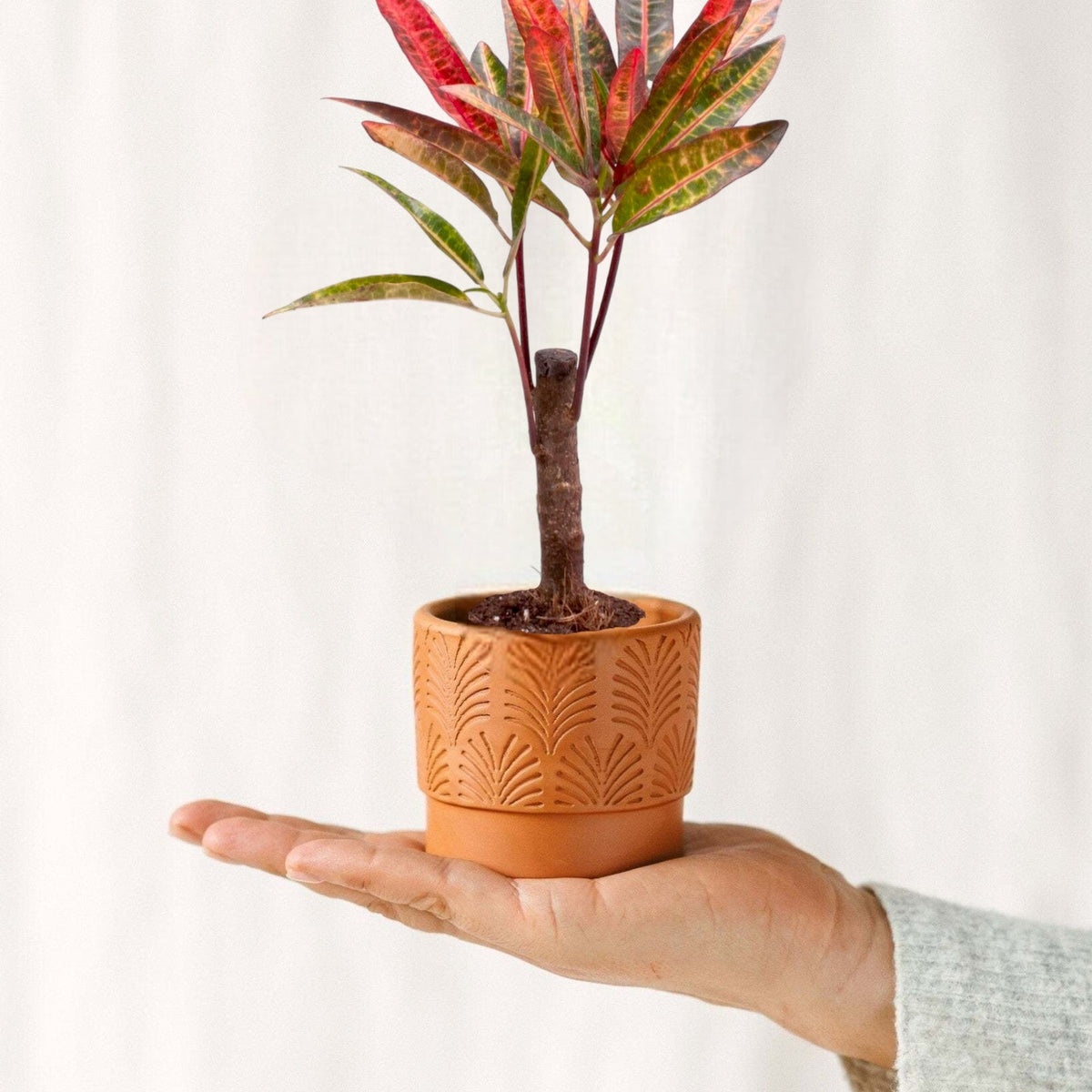 Mini Codiaeum Excurrens - Livraison de Plantes Rapide – La Green Touch