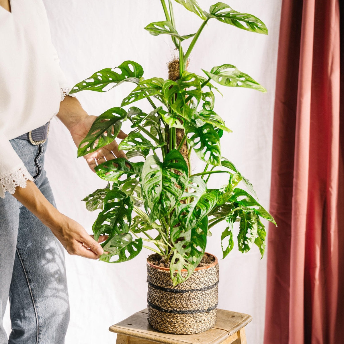 Monstera adansonii Tuteur – Boostez votre déco verte – La Green Touch