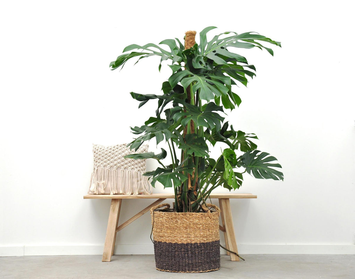 Entretien Adiantum Fritz Luthi — Guide complet France soins – La Green ...