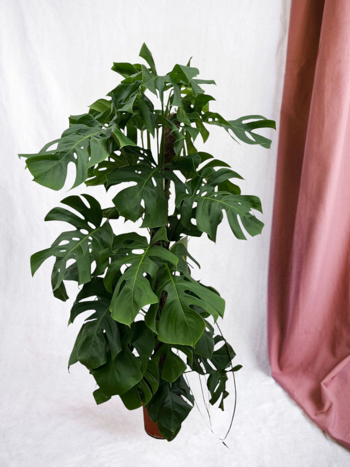 Ilex Houx plante de haie - comment l'entretenir ? – La Green Touch