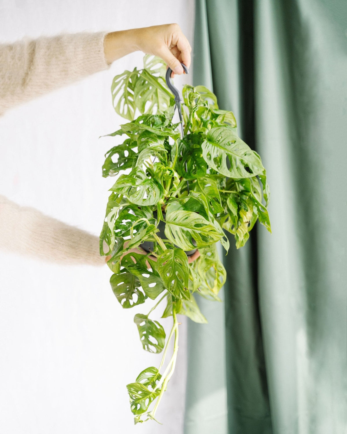 Ilex Houx plante de haie - comment l'entretenir ? – La Green Touch