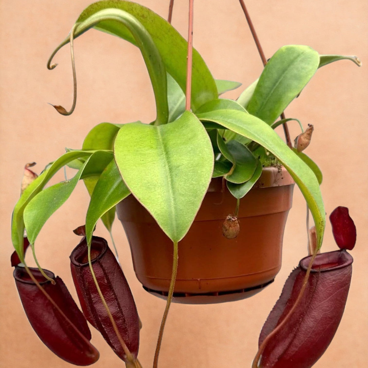 Nepenthes Monkey Jars Diana : Plante carnivore fascinante – La Green Touch