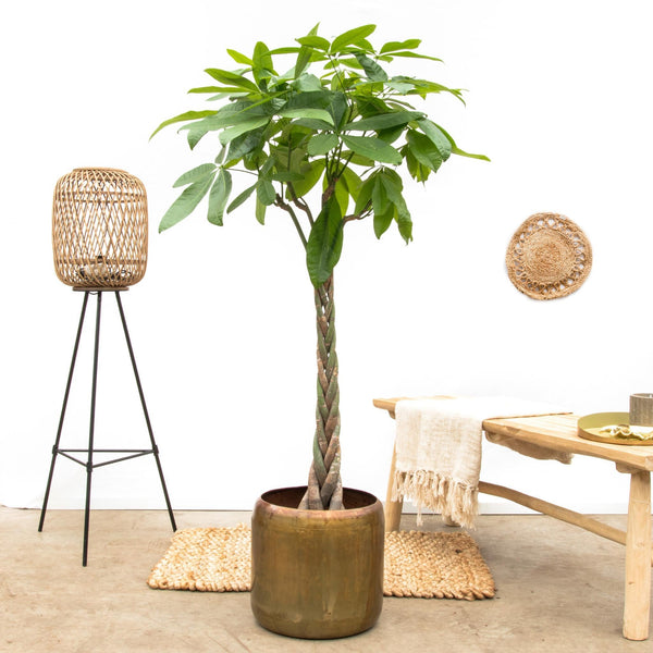 Entretien du Ficus Benjamina : Guide Complet – La Green Touch