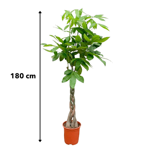 Entretien du Ficus Benjamina : Guide Complet – La Green Touch
