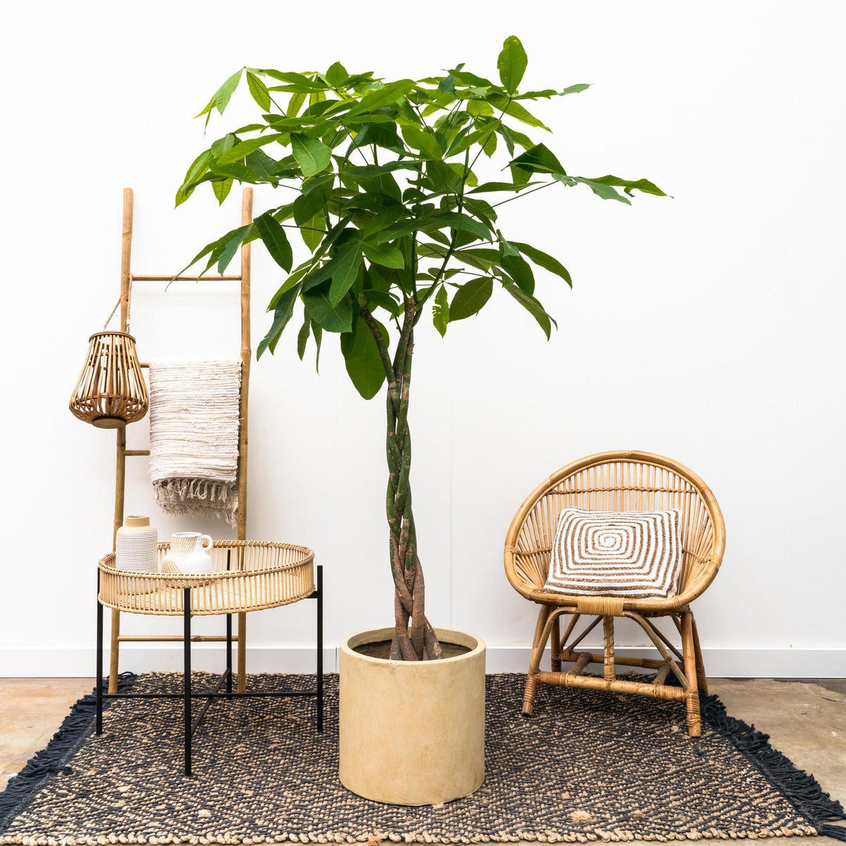 Entretien du Ficus Benjamina : Guide Complet – La Green Touch