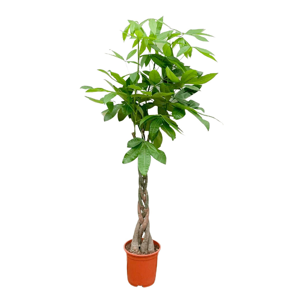 Entretien du Ficus Benjamina : Guide Complet – La Green Touch