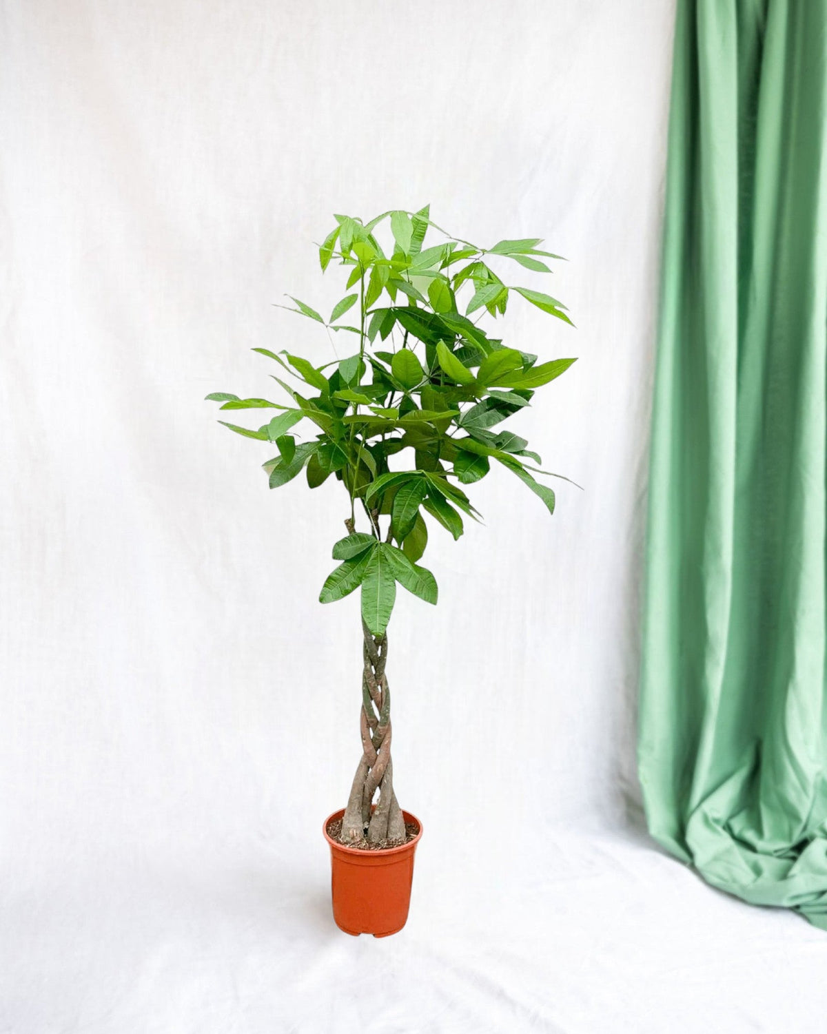 Entretien du Ficus Benjamina : Guide Complet – La Green Touch